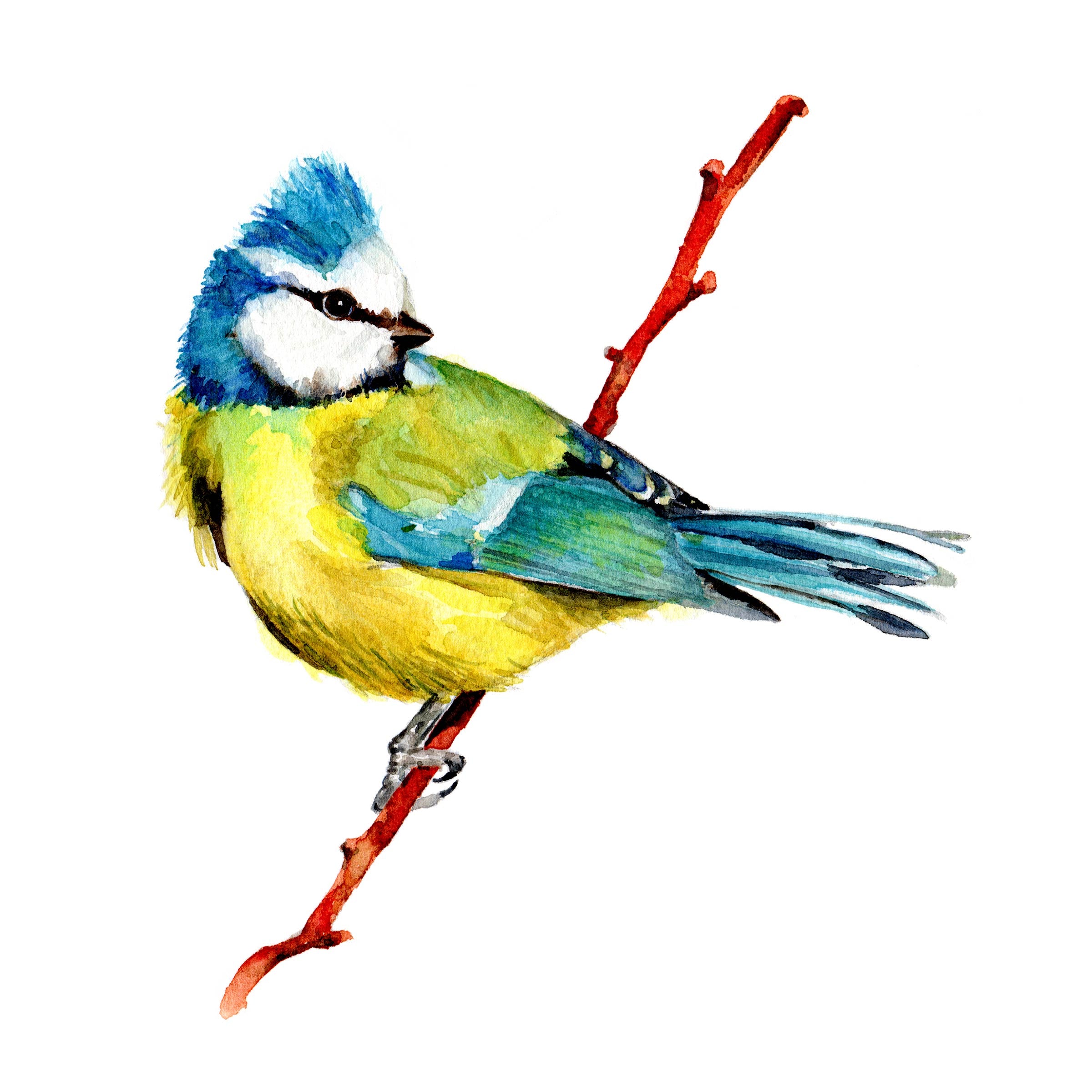 Blue Tit – Blue Lark Designs