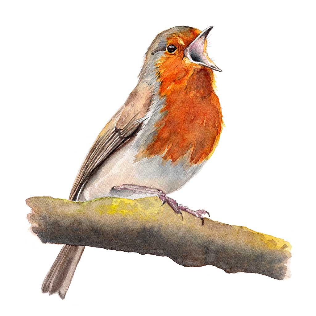 Singing Robin – Blue Lark Designs