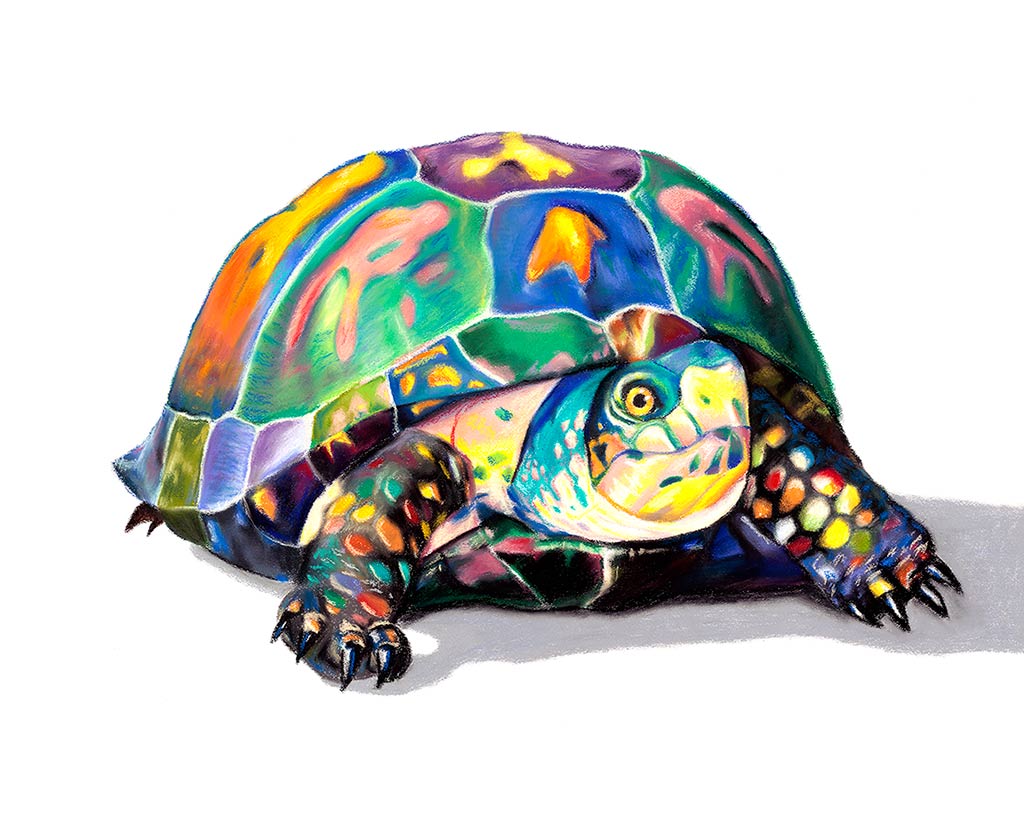 Candy Turtle: Greeting Card Set – Blue Lark Designs